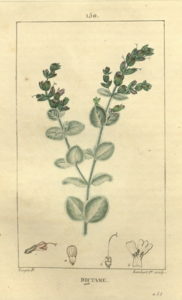 Phytothérapie - Le dictame, une plante méconnue - Hellosanté - Les ...