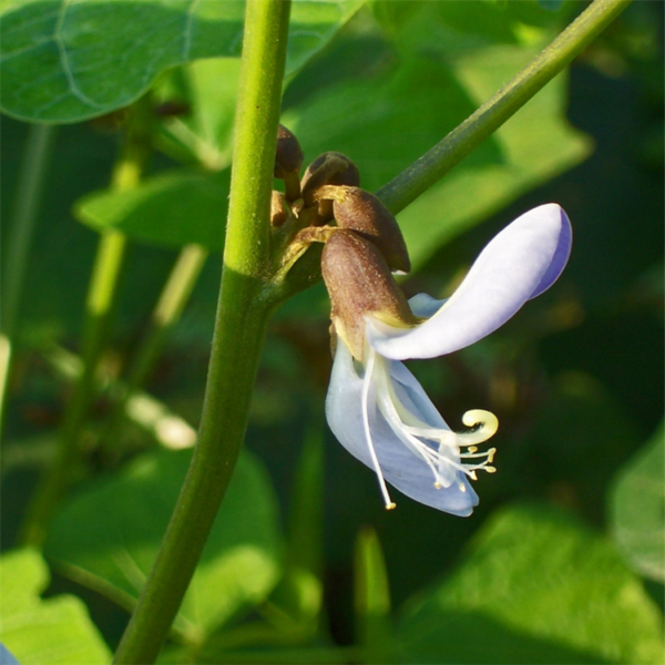 Nutrition - Connaissez-vous le jicama ? - Hellosanté - Les tisanes d ...